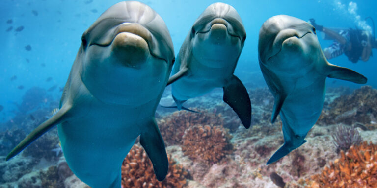 Reservat für Delfine Insel Lošinj mit Delfinwanderweg - Lust-auf ...