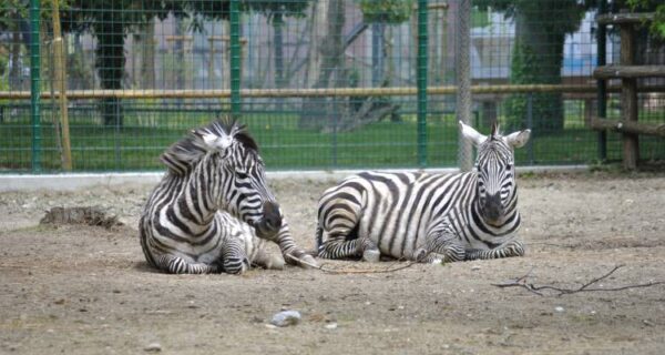Zagreber Zoo: Das Highlight im Maksimir-Park - Lust auf Kroatien